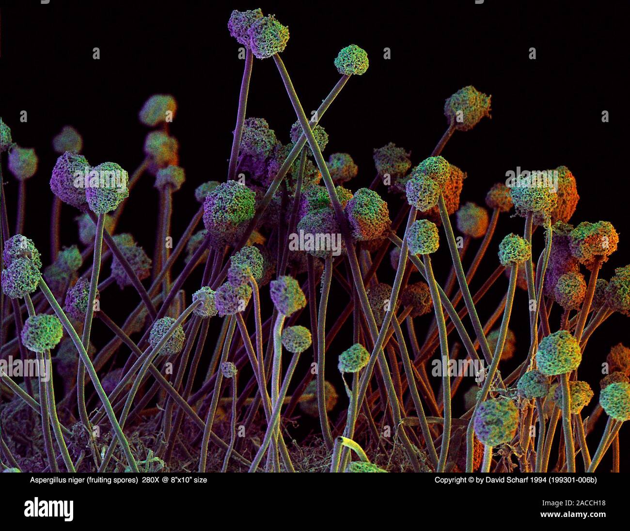 Aspergillus niger. Coloured Scanning Electron Micrograph (SEM) of fruiting bodies of the fungus ...