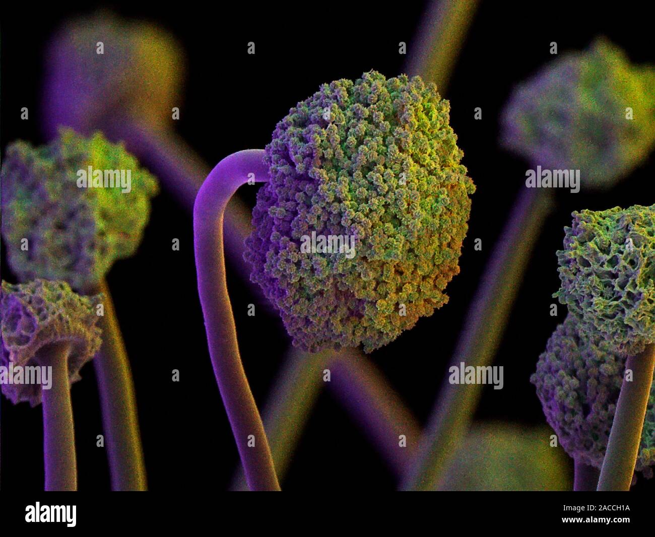 Aspergillus niger. Coloured Scanning Electron Micrograph (SEM) of fruiting bodies of the fungus ...