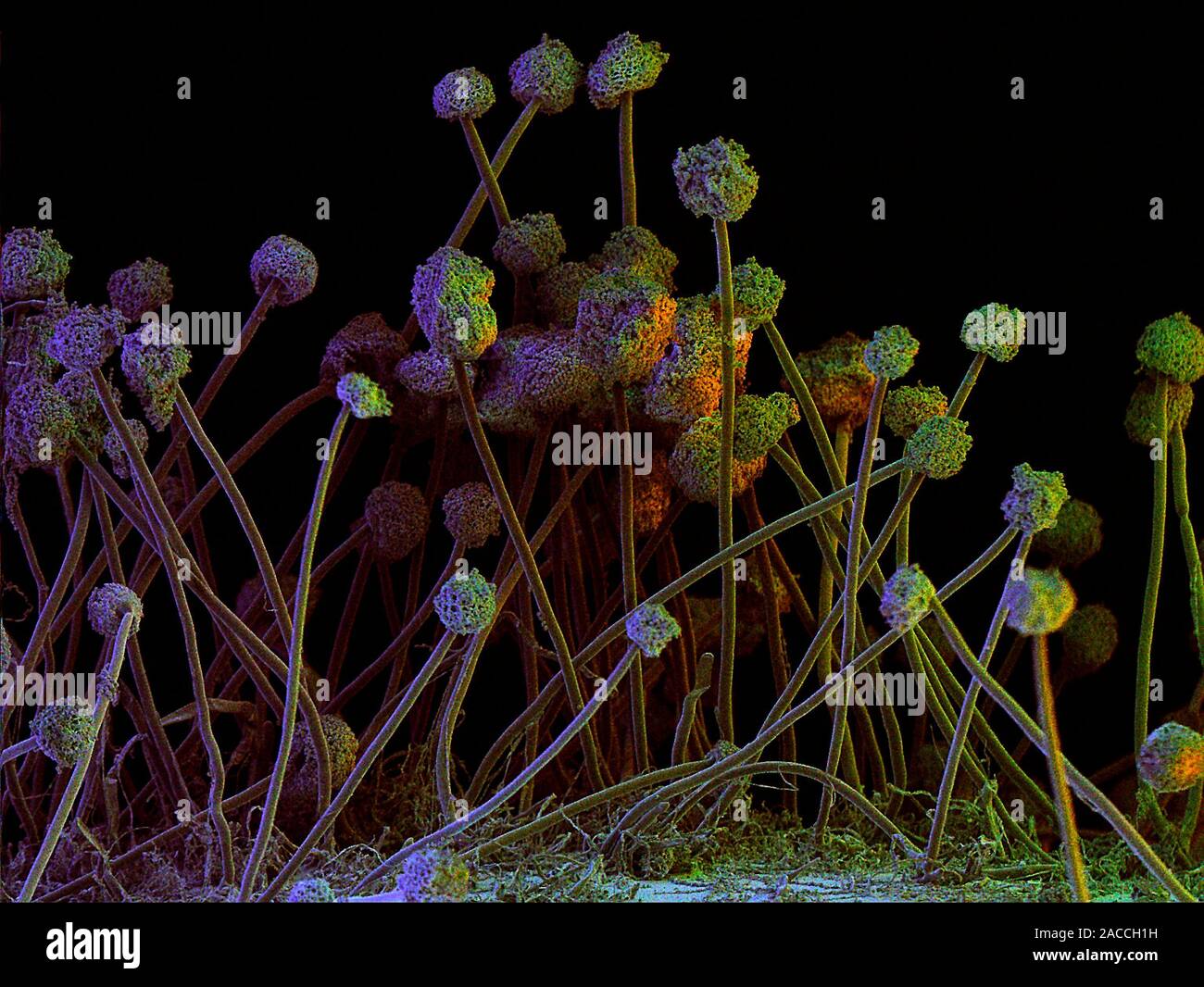 Aspergillus niger. Coloured Scanning Electron Micrograph (SEM) of fruiting bodies of the fungus ...