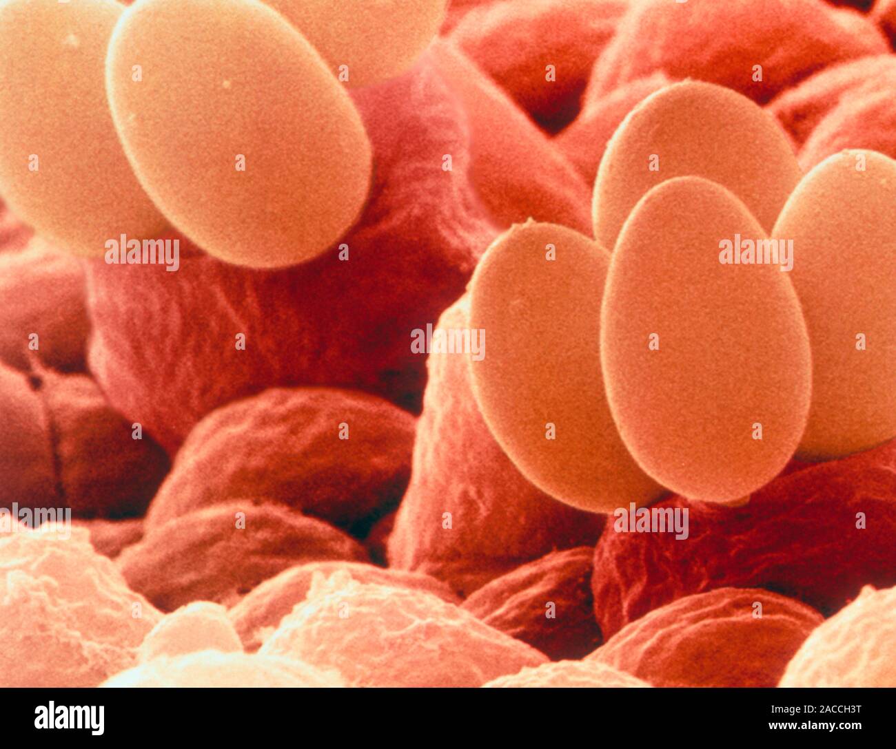 Mushroom basidiospores. Coloured scanning electron micrograph (SEM) of ...