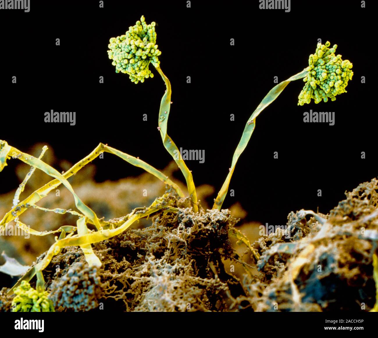 Compost heap fungus. Coloured scanning electron micrograph of the ...
