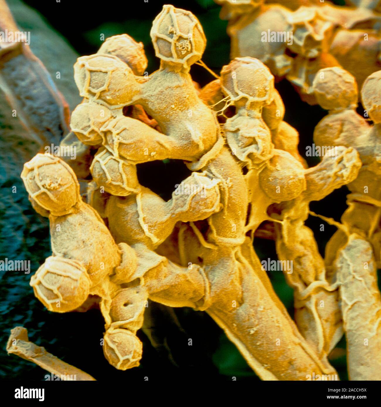 Compost fungi. Coloured scanning electron micrograph of the fruiting ...