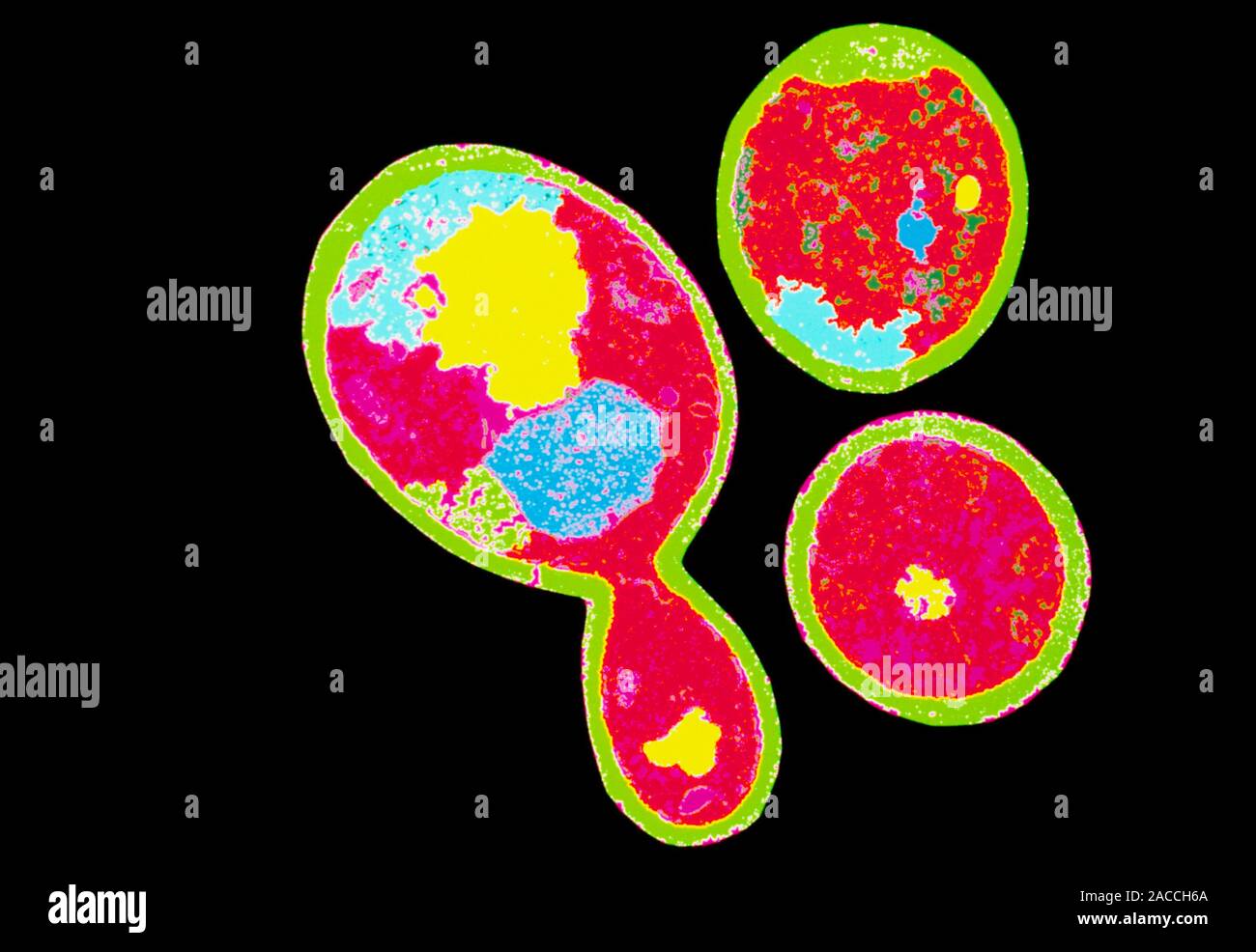 Yeast cells. Coloured transmission electron micrograph (TEM) of a ...