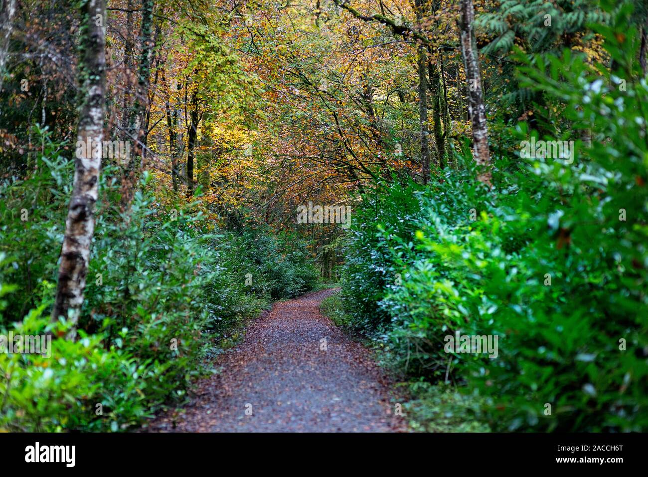 Colors of autumn in fairytale forest, Ireland Stock Photo - Alamy