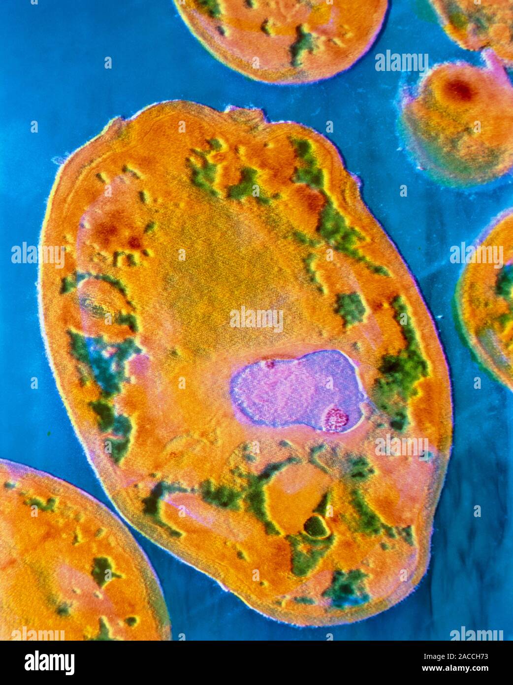 False-colour transmission electron micrograph (TEM) of a single, oval ...