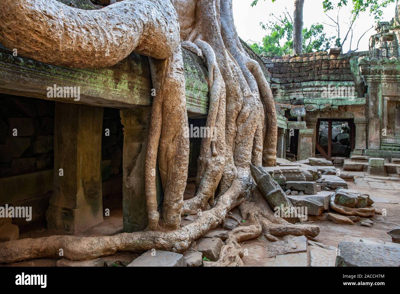 Tetrameles tree (Spung tree) growing in the ruins of the Khmer temple ...