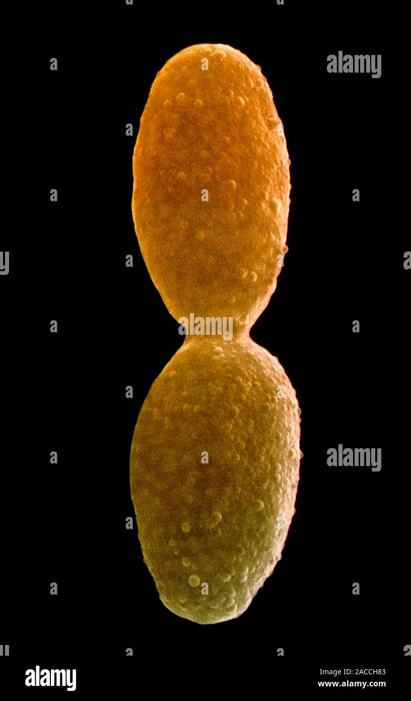 Yeast cell. Coloured scanning electron micro- graph (SEM) of a budding ...