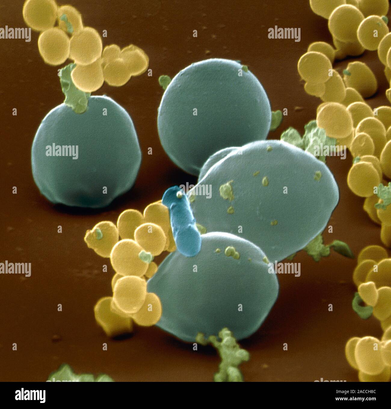 Candida albicans. Coloured scanning electron micrograph (SEM) of the ...