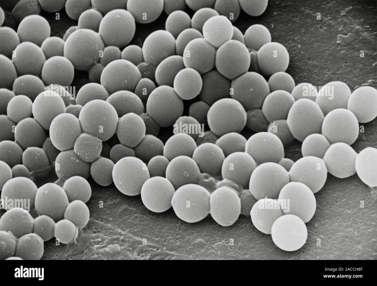Yeast. Scanning electron micrograph (SEM) of cells of an unidentified ...
