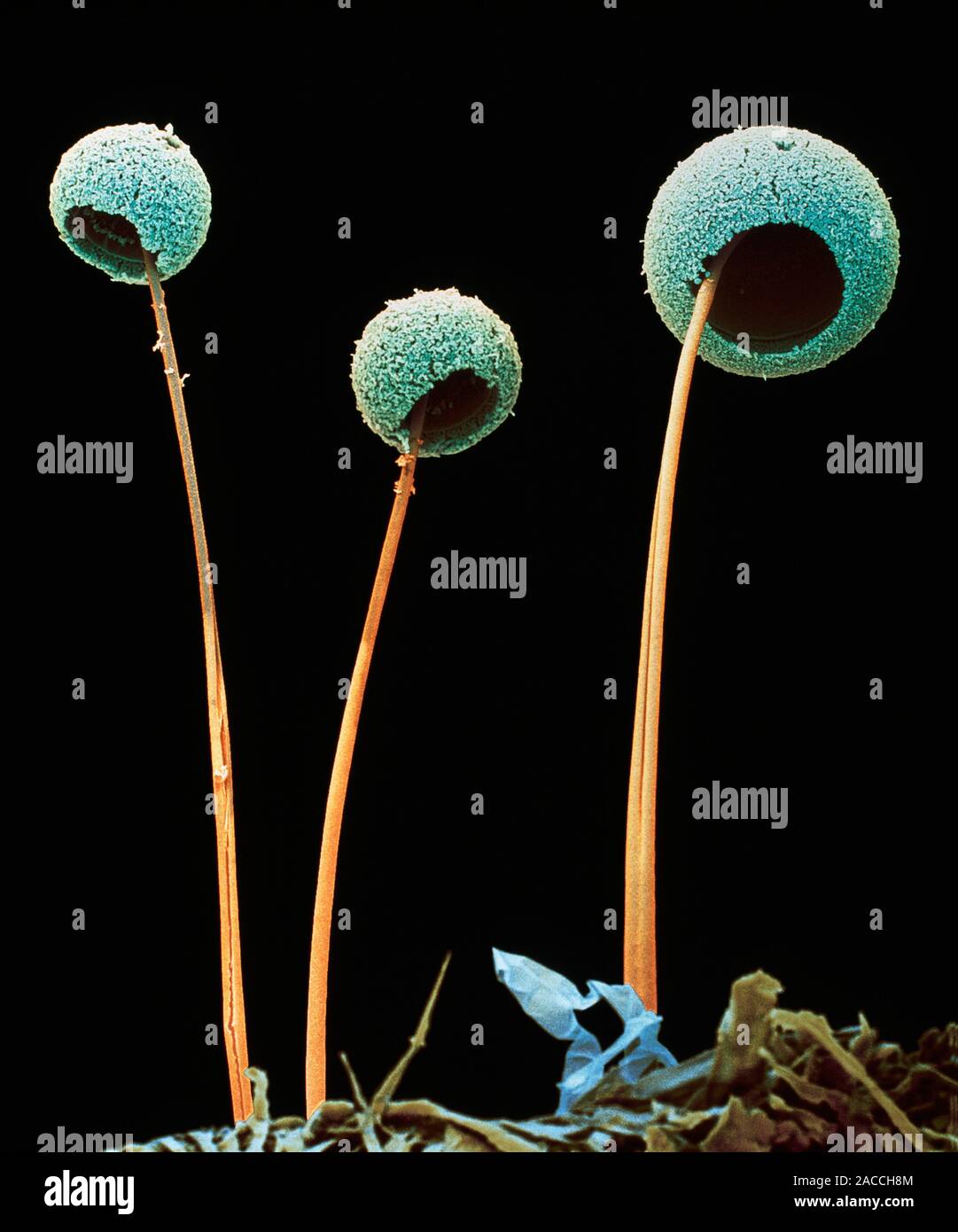 Aspergillus fumigatus fungus. Coloured scanning electron micrograph (SEM) of fruiting bodies of ...
