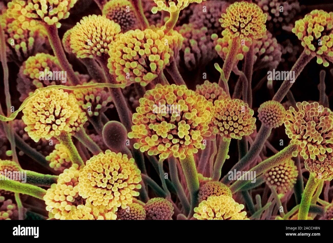 Aspergillus fungus. Coloured scanning electron micrograph (SEM) of the ...