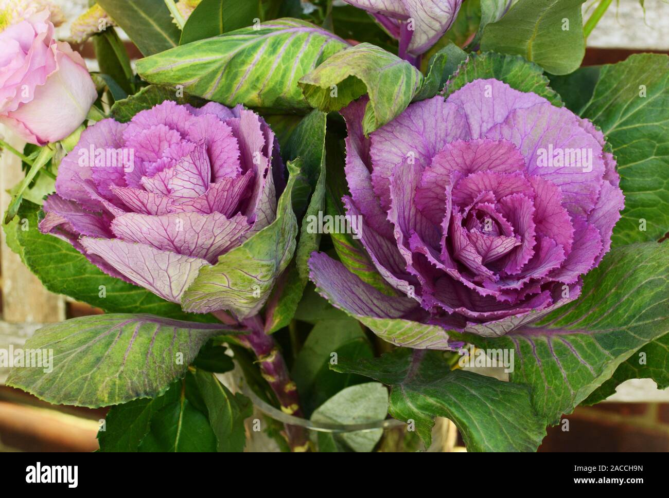 Kale bouquet hi-res stock photography and images - Alamy