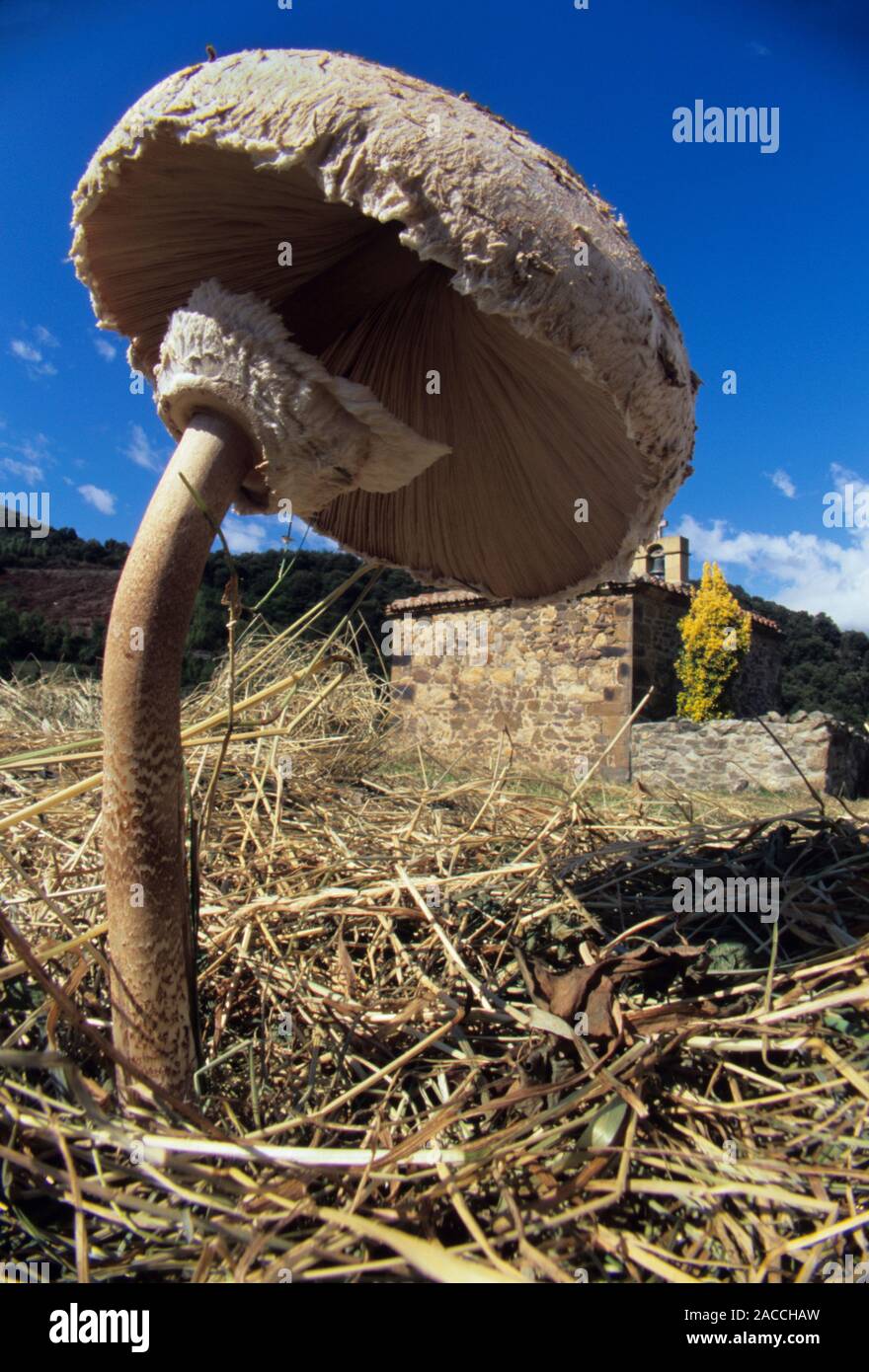 Parasol mushroom. Parasol mushroom (Lepiota, or Macrolepiota procera ...