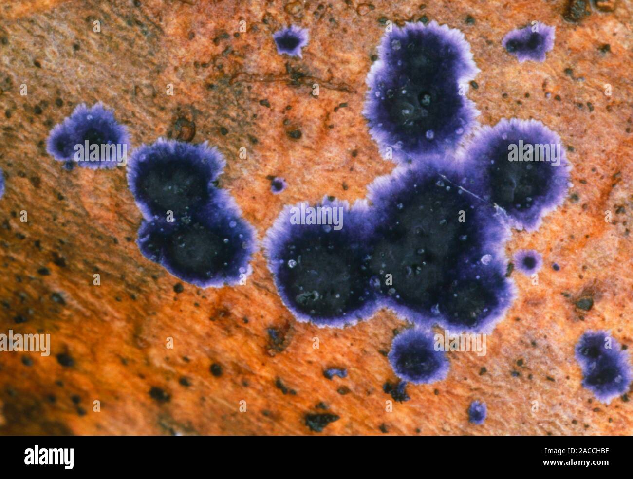 Wood-rotting fungus. Close-up of a wood-rotting fungus (Pulcherricium ...