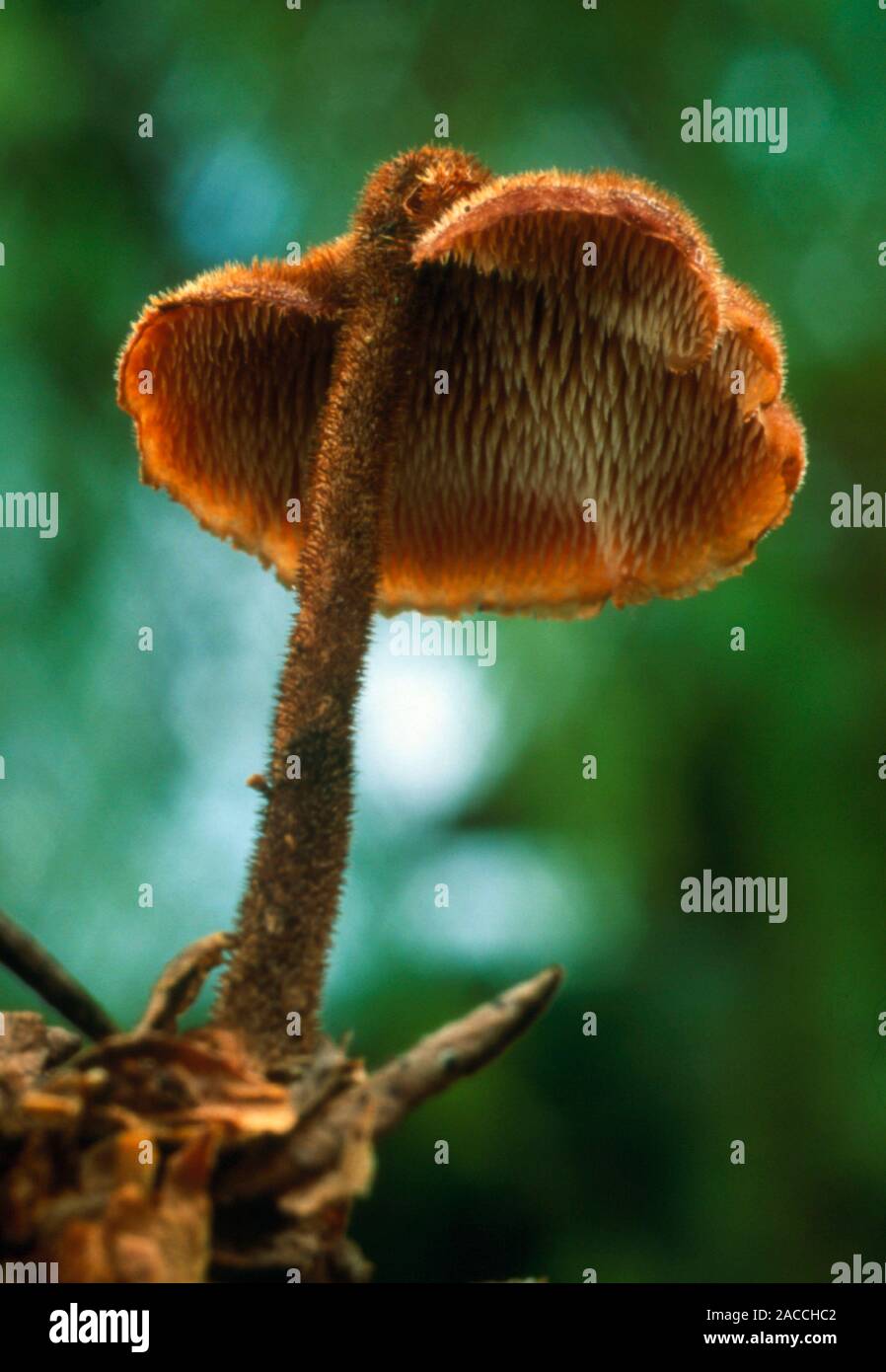 Ear pick fungus (Auriscalpium vulgare). The structure seen is the ...