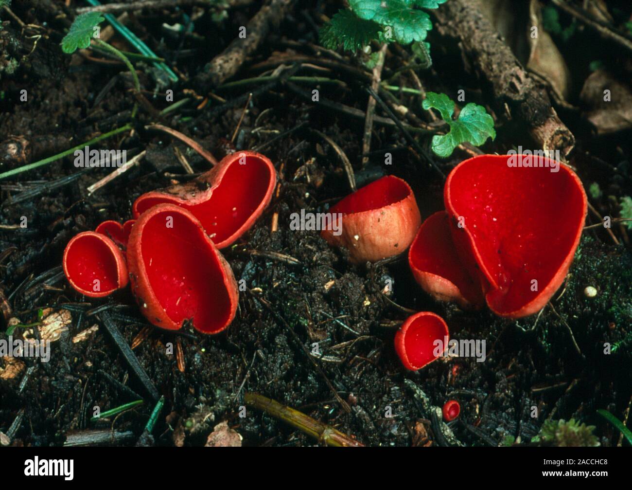 Moss cup fungi (Sarcoscypha austriaca) growing in the soil, feeding on ...