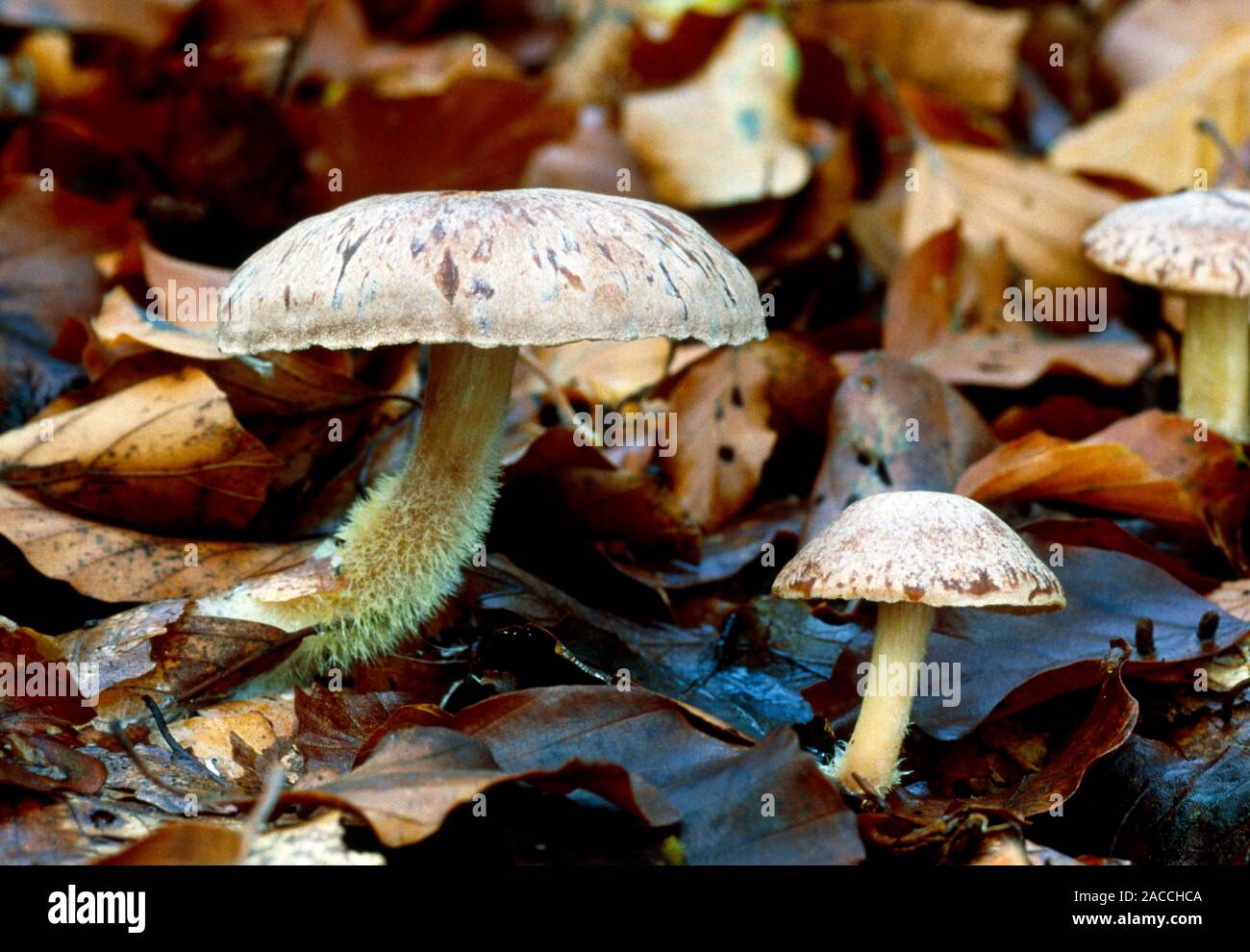 Wood woolly-foot mushrooms (Collybia peronata) growing in autumn leaf ...