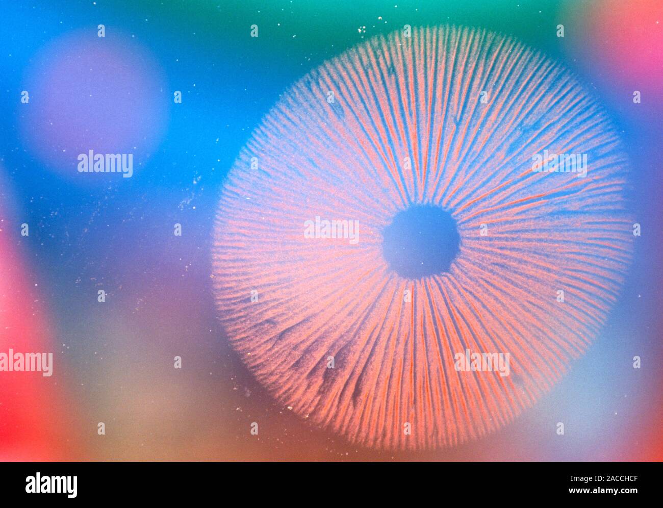 Mushroom spore print. Macrophotograph of a spore print produced by a ...