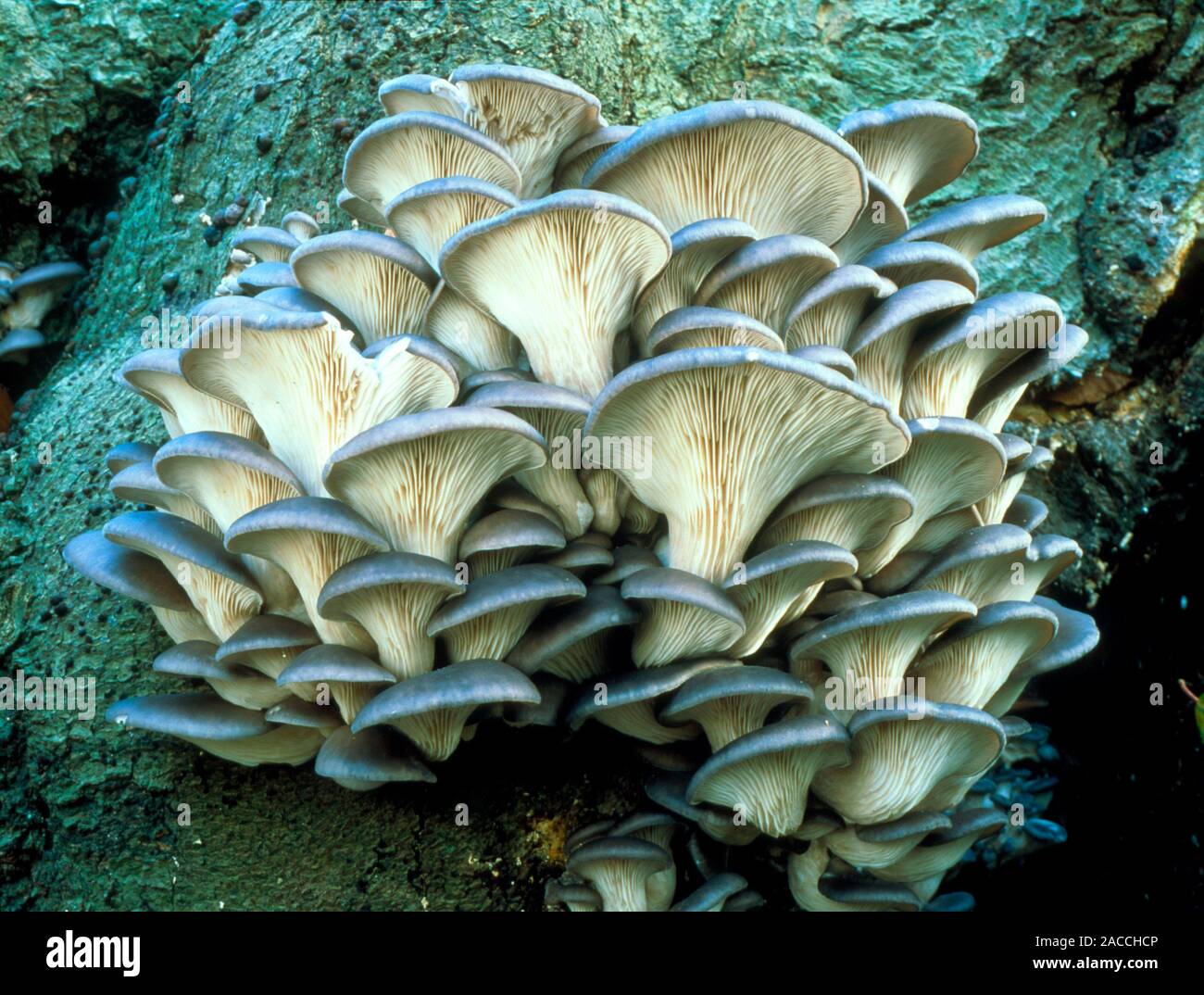 Oyster mushrooms (Pleurotus ostreatus) growing on a tree trunk. These fruiting bodies are ...