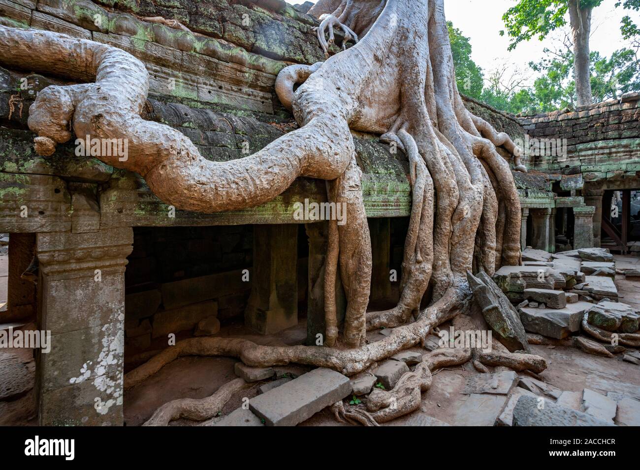 Tetrameles tree (Spung tree) growing in the ruins of the Khmer temple ...