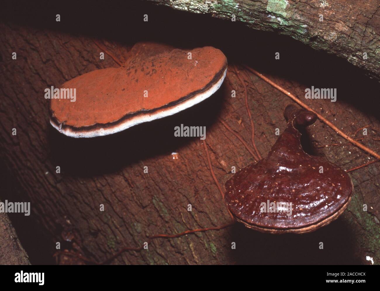 Bracket fungi (Ganoderma sp.) growing on a tree trunk. These bracket ...