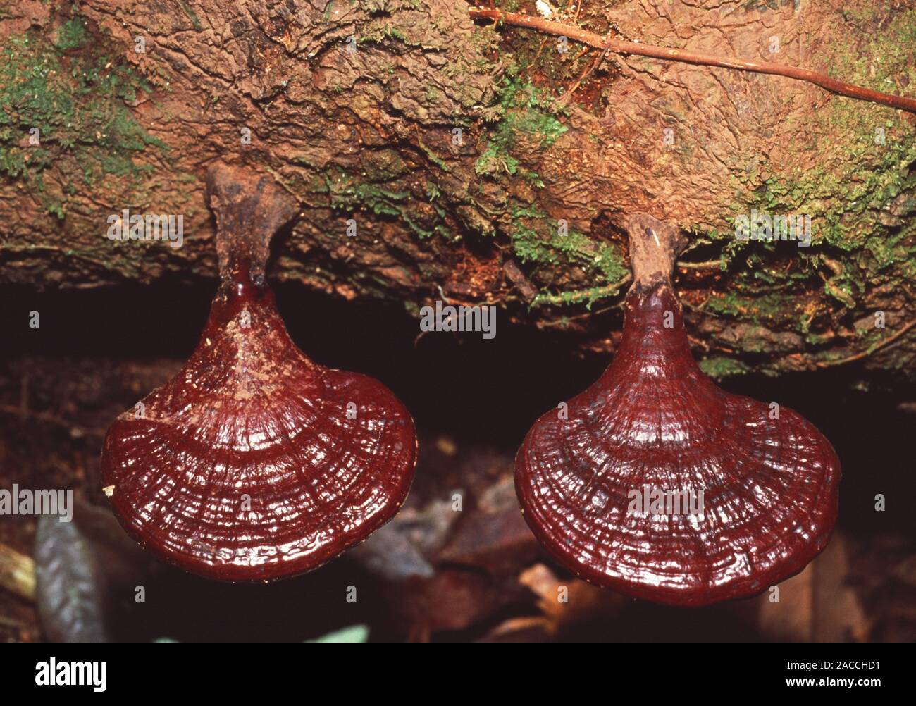 Bracket fungi. Unidentified bracket fungi growing on a tree in ...