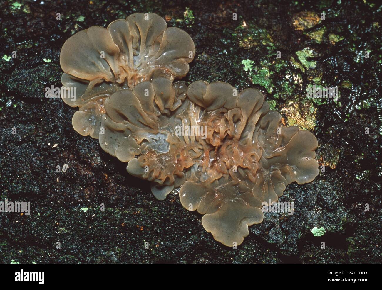 Jelly fungus (family Auriculariaceae) growing in a rainforest. The ...