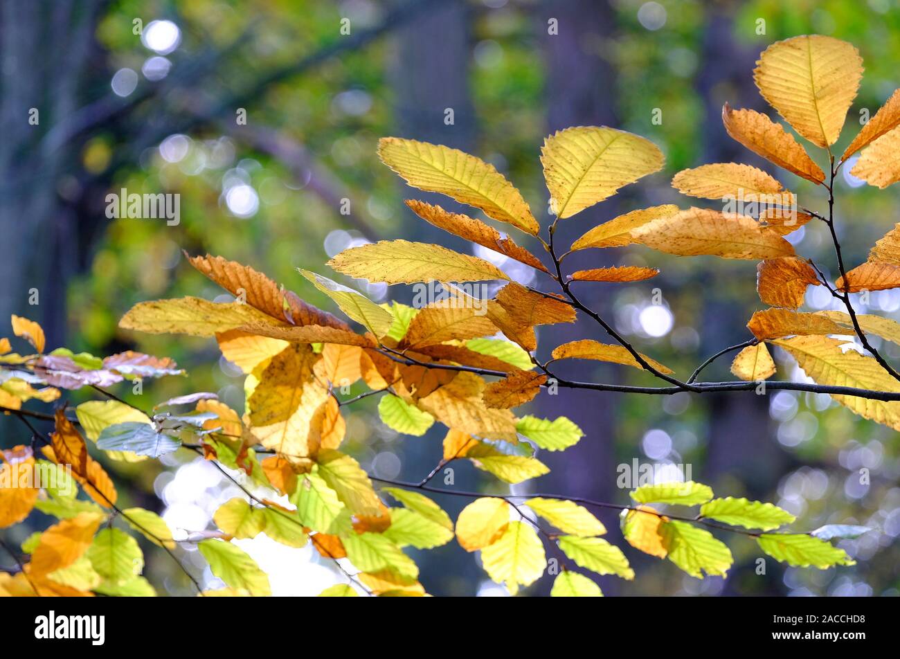 backlit autumn leaves on branch of tree, norfolk, england Stock Photo ...