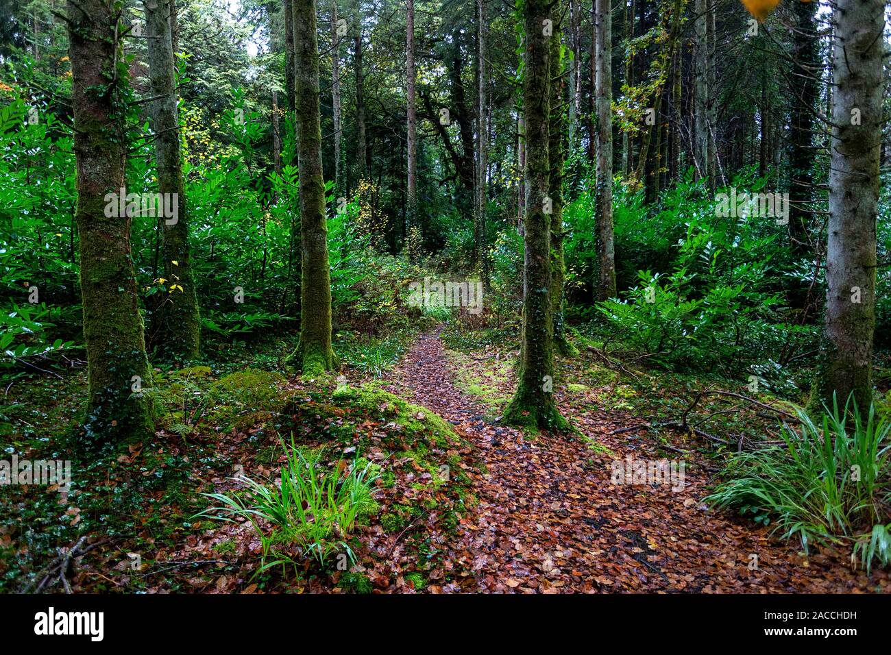 Colors of autumn in fairytale forest, Ireland Stock Photo - Alamy