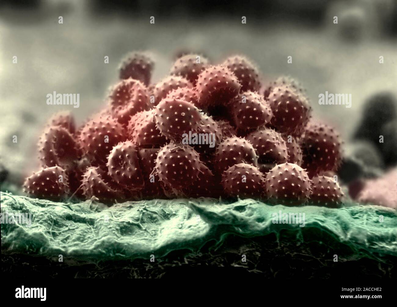 Fungal spores. Coloured scanning electron micrograph (SEM) of the ...
