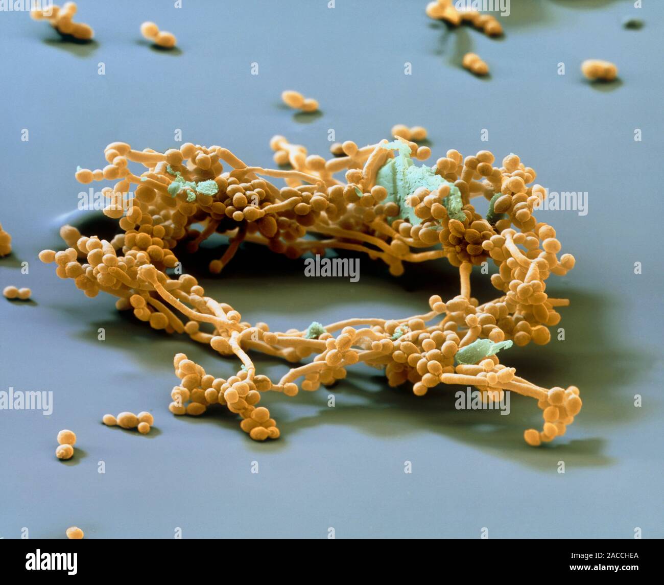 Candida albicans fungus. Coloured scanning electron micrograph (SEM) of ...