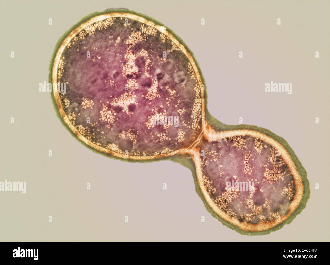 Cryptococcus cell dividing. Coloured transmission electron micrograph ...