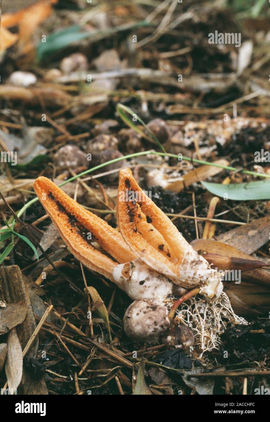 Stinky squid fungus, (Pseudocolus fusiformis). The reproductive body of ...