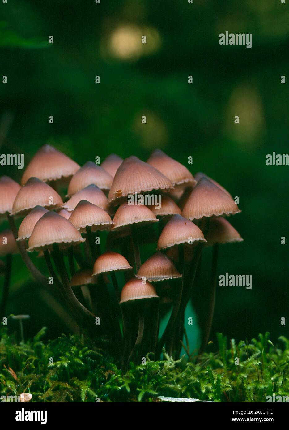 Bleeding mycena mushrooms (Mycena haemotopus). Bleeding mycenas are so ...