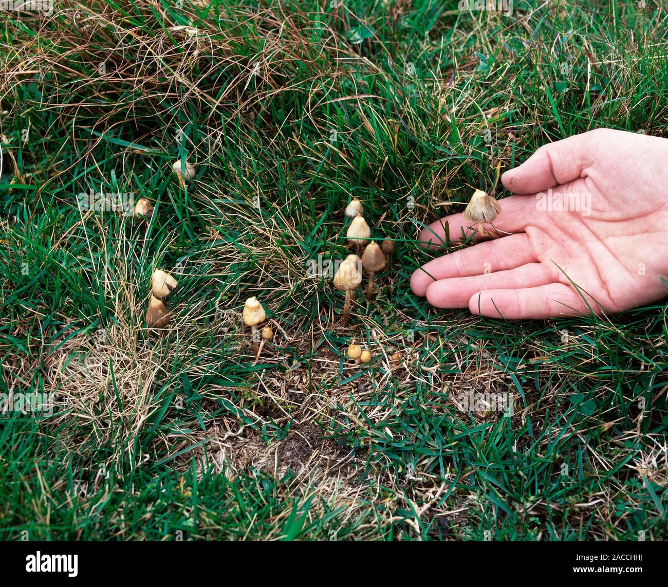 Magic mushrooms. Liberty cap (Psilocybe semilanceata) mushrooms ...