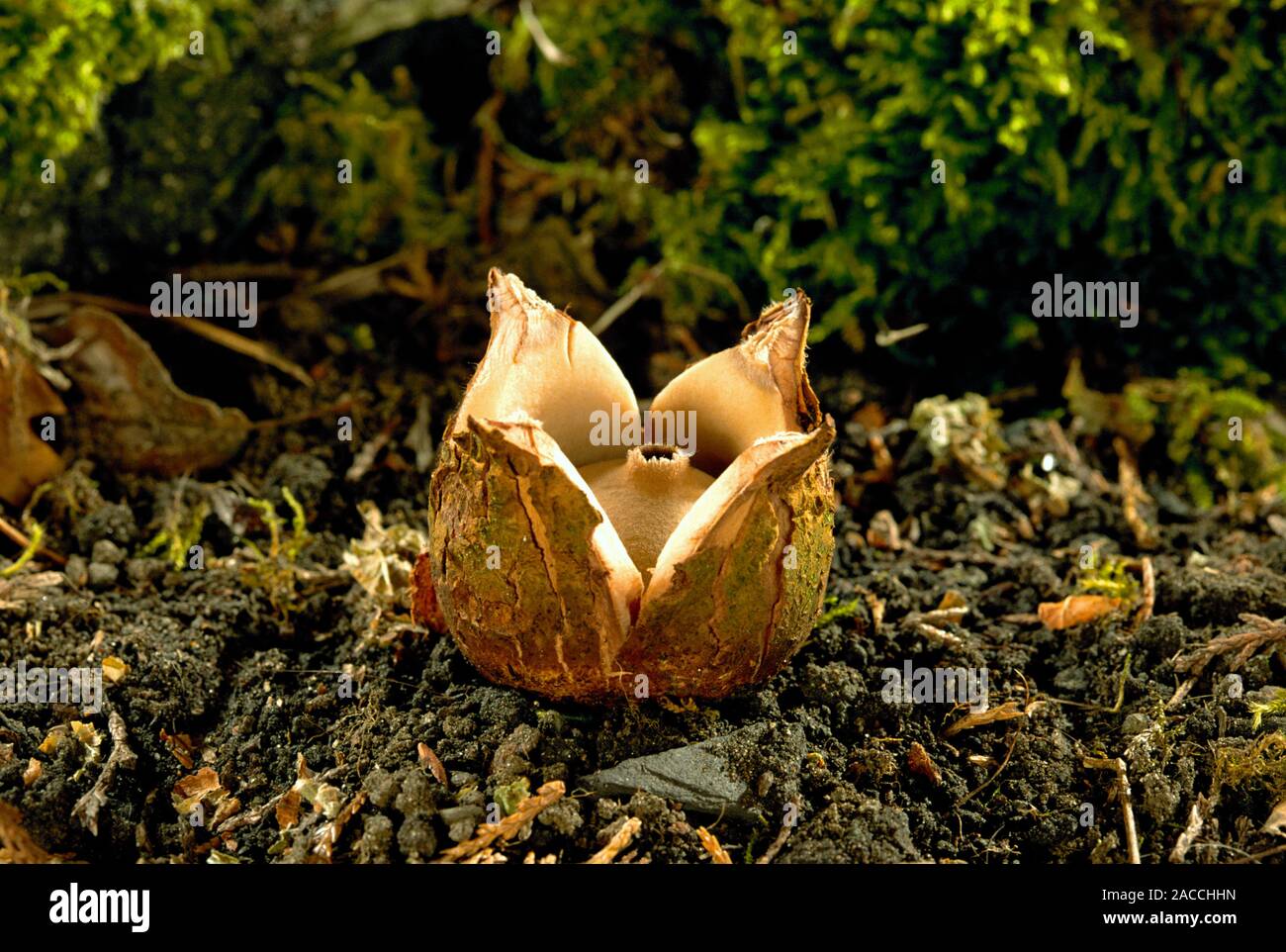 Earth star mushroom (Geastrum sp.) growing in woodland soil. This ...