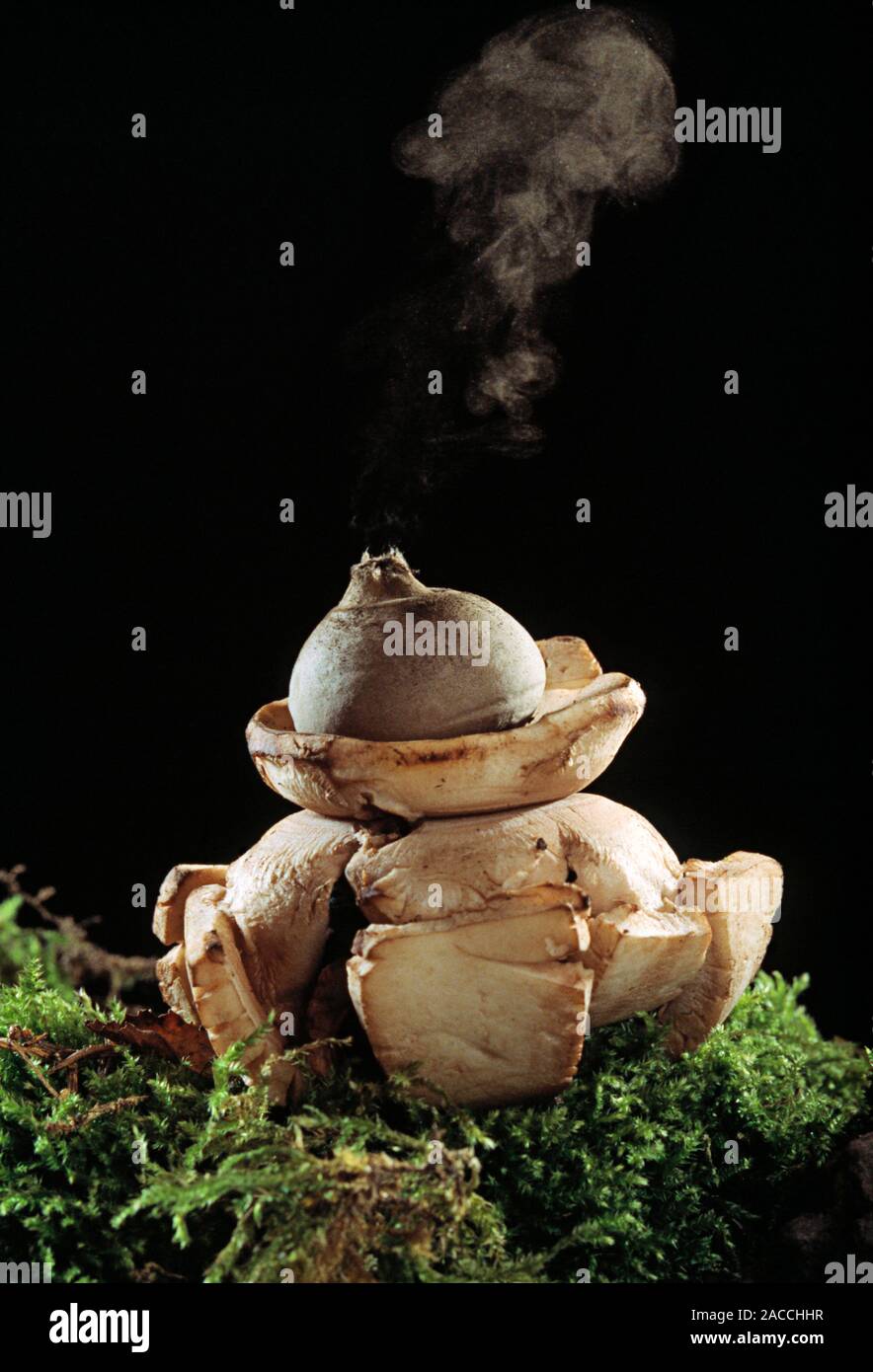 Earth star mushroom (Geastrum triplex) growing in woodland soil. It has ...