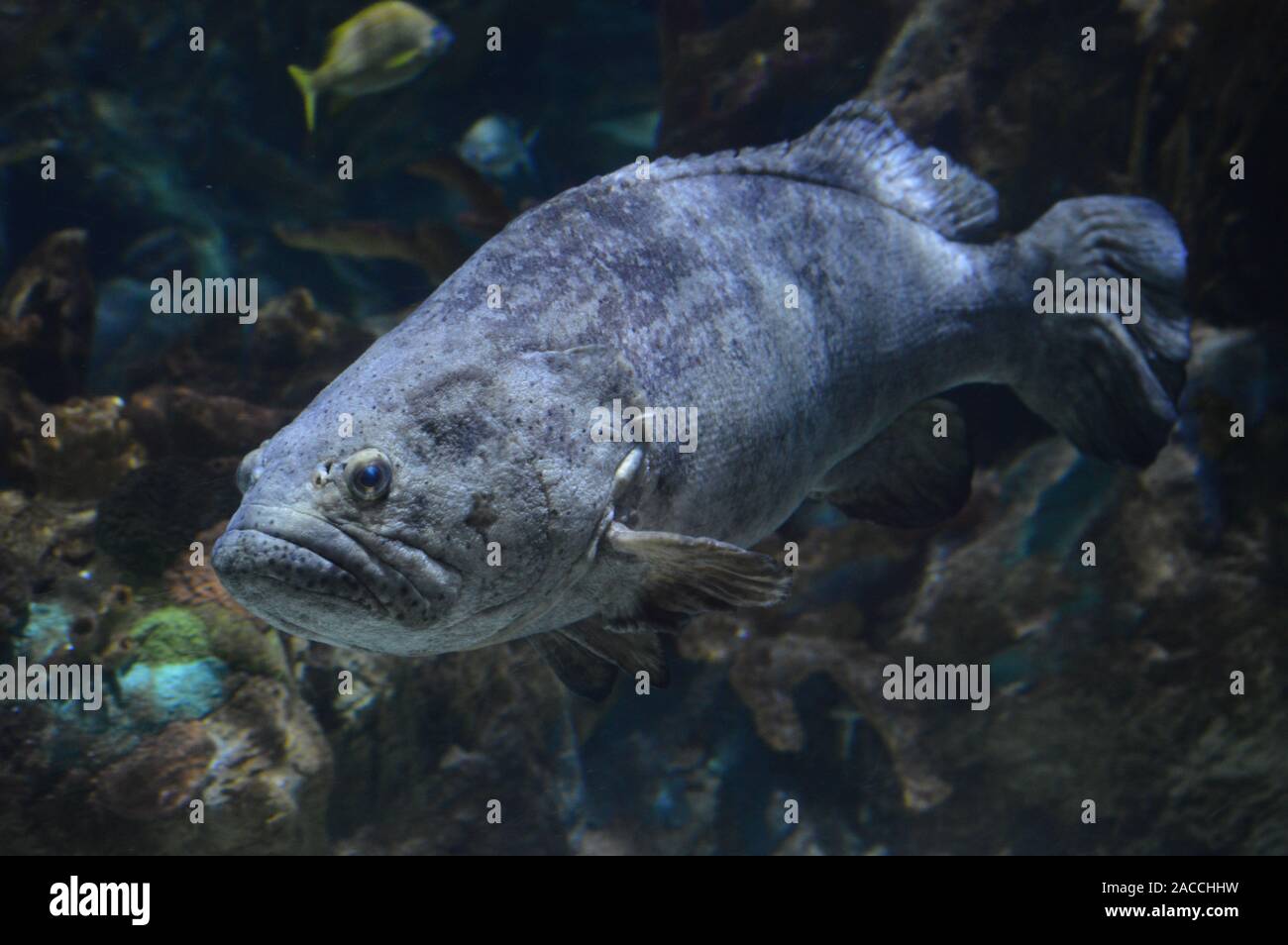 Large gray fish swimming in the tank Stock Photo - Alamy