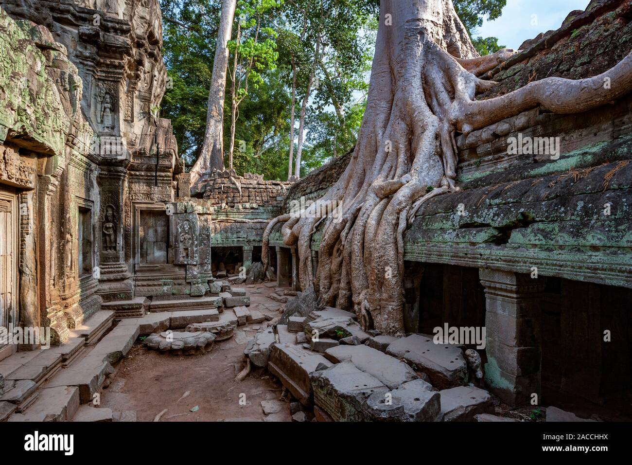 Tetrameles tree (Spung tree) growing in the ruins of the Khmer temple ...