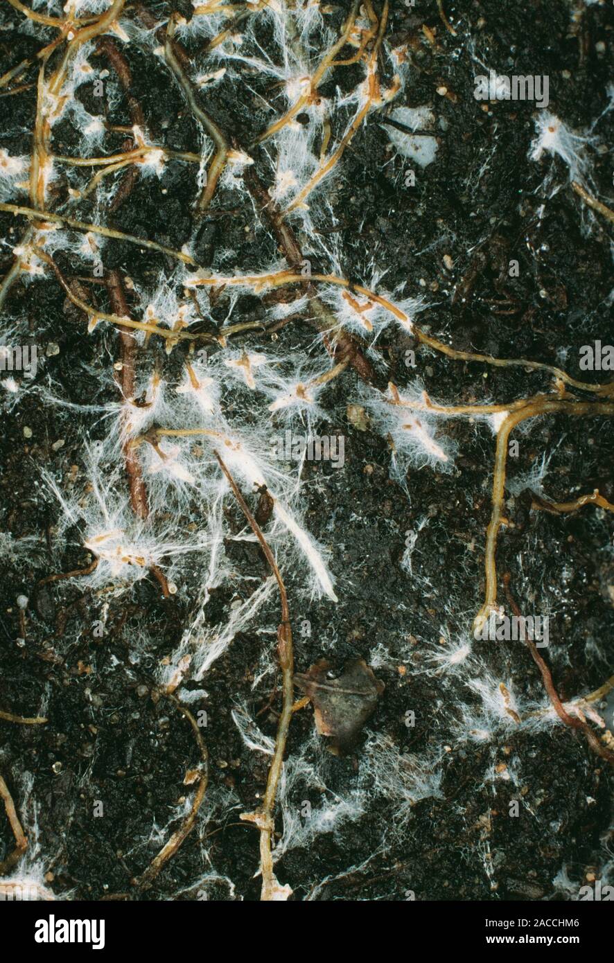 Mycorrhizal fungi. Hyphae (white) of a fungi (phylum Basidiomycetes ...
