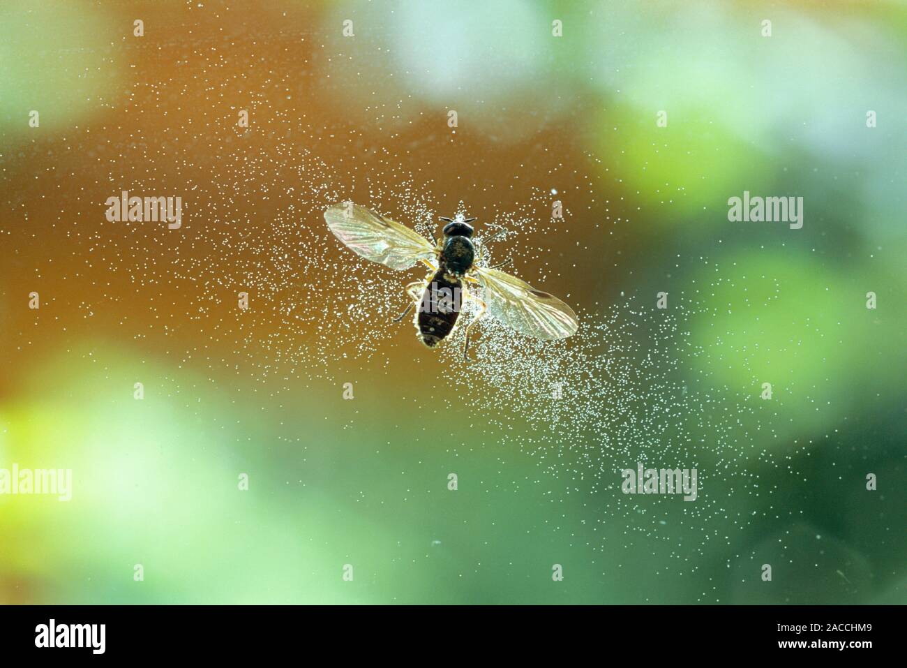 Fungal spores and a dead fly on a window pane. The fly was carrying ...