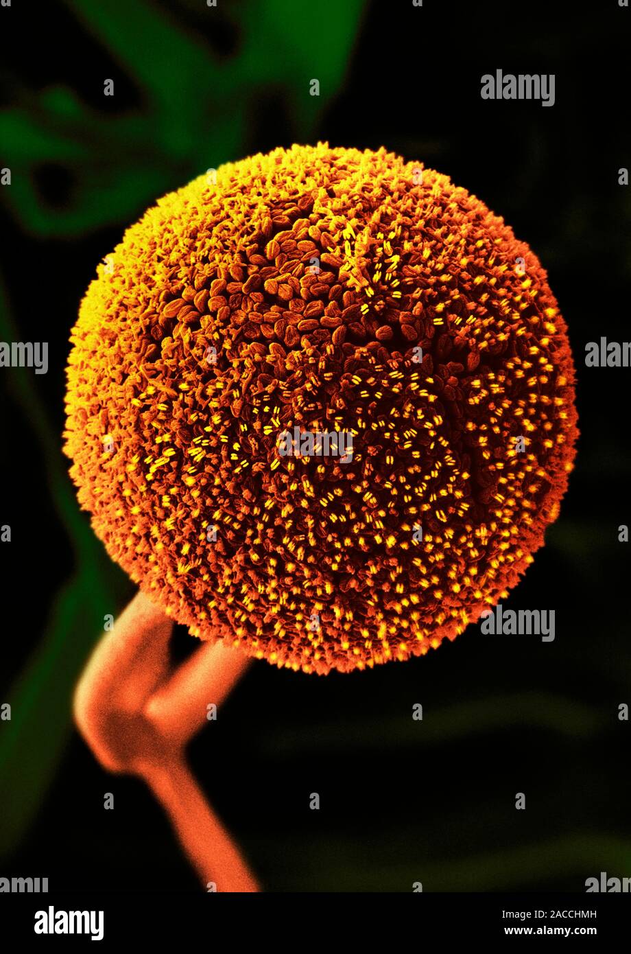 Bread mould. Coloured scanning electron micrograph (SEM) of a ...
