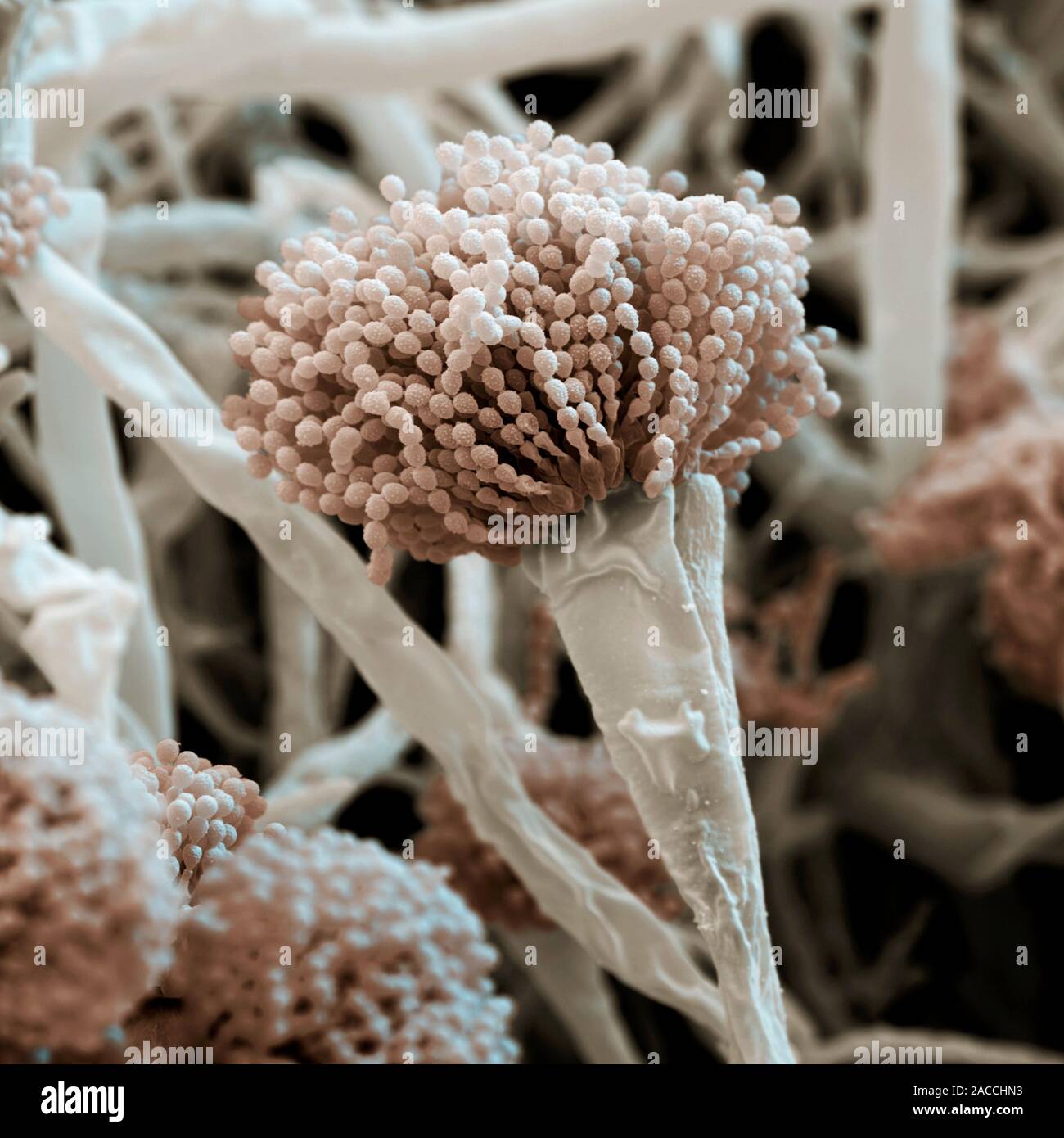 Aspergillus fungus. Coloured scanning electron micrograph (SEM) of the fungus Aspergillus ...