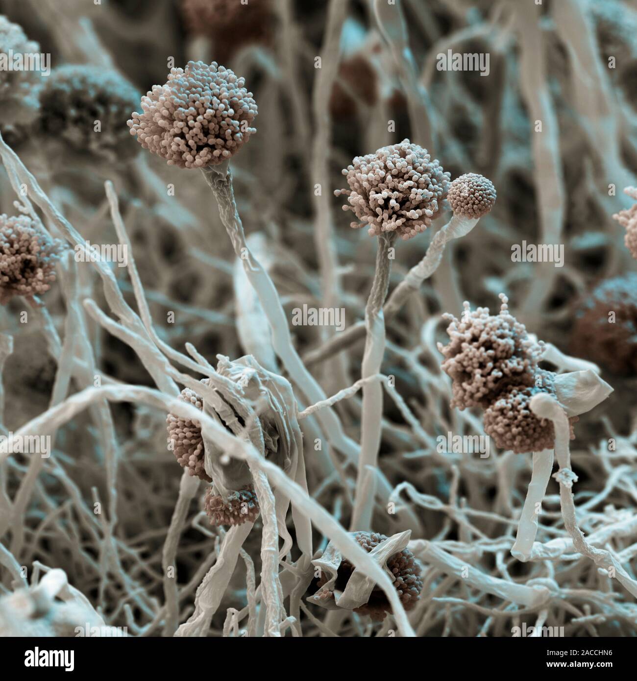 Aspergillus fungus. Coloured scanning electron micrograph (SEM) of the ...