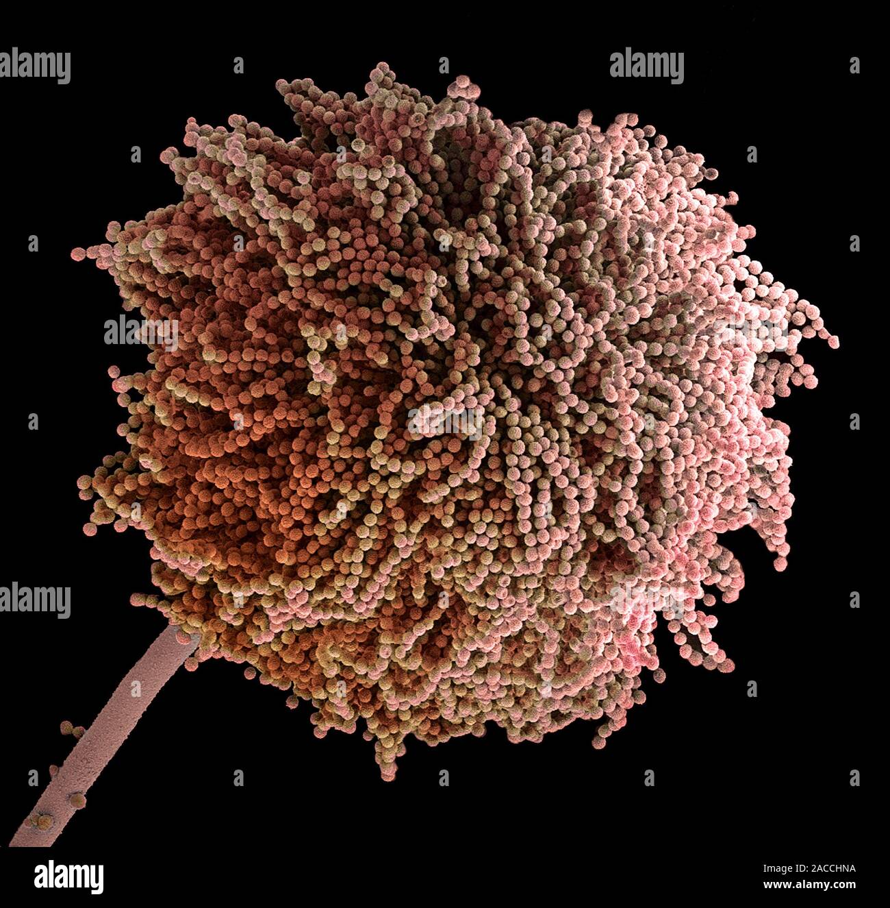 Fungal spores. Coloured scanning electron micrograph (SEM) of fungal spores on a fruiting body ...