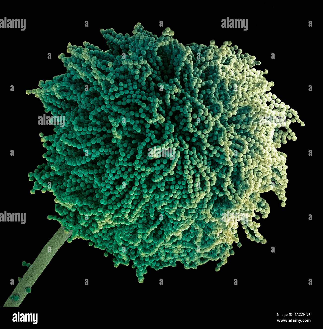 Fungal spores. Coloured scanning electron micrograph (SEM) of fungal spores on a fruiting body ...