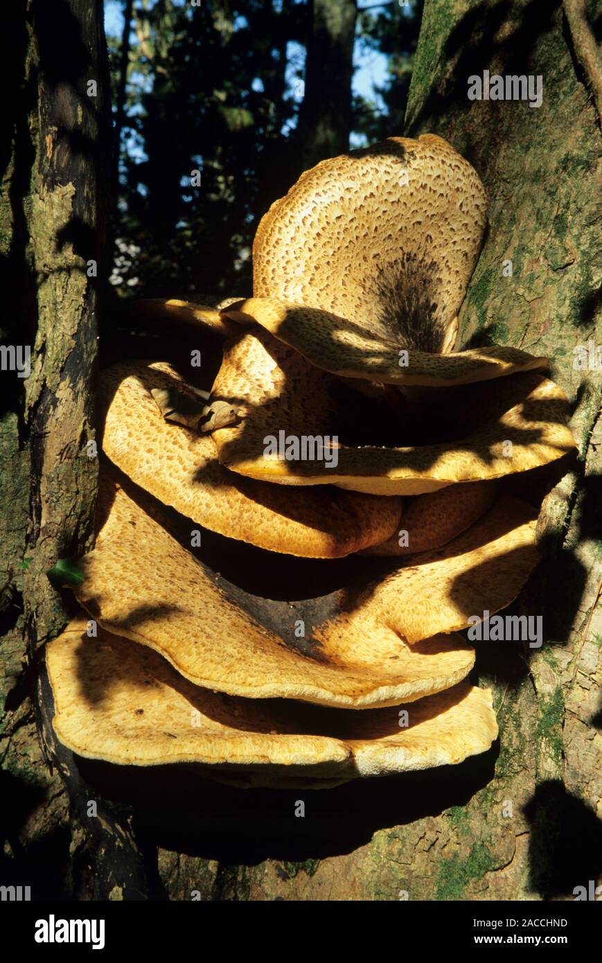 Dryad's Saddle mushrooms (Polyporus squamosus) growing on a tree trunk ...