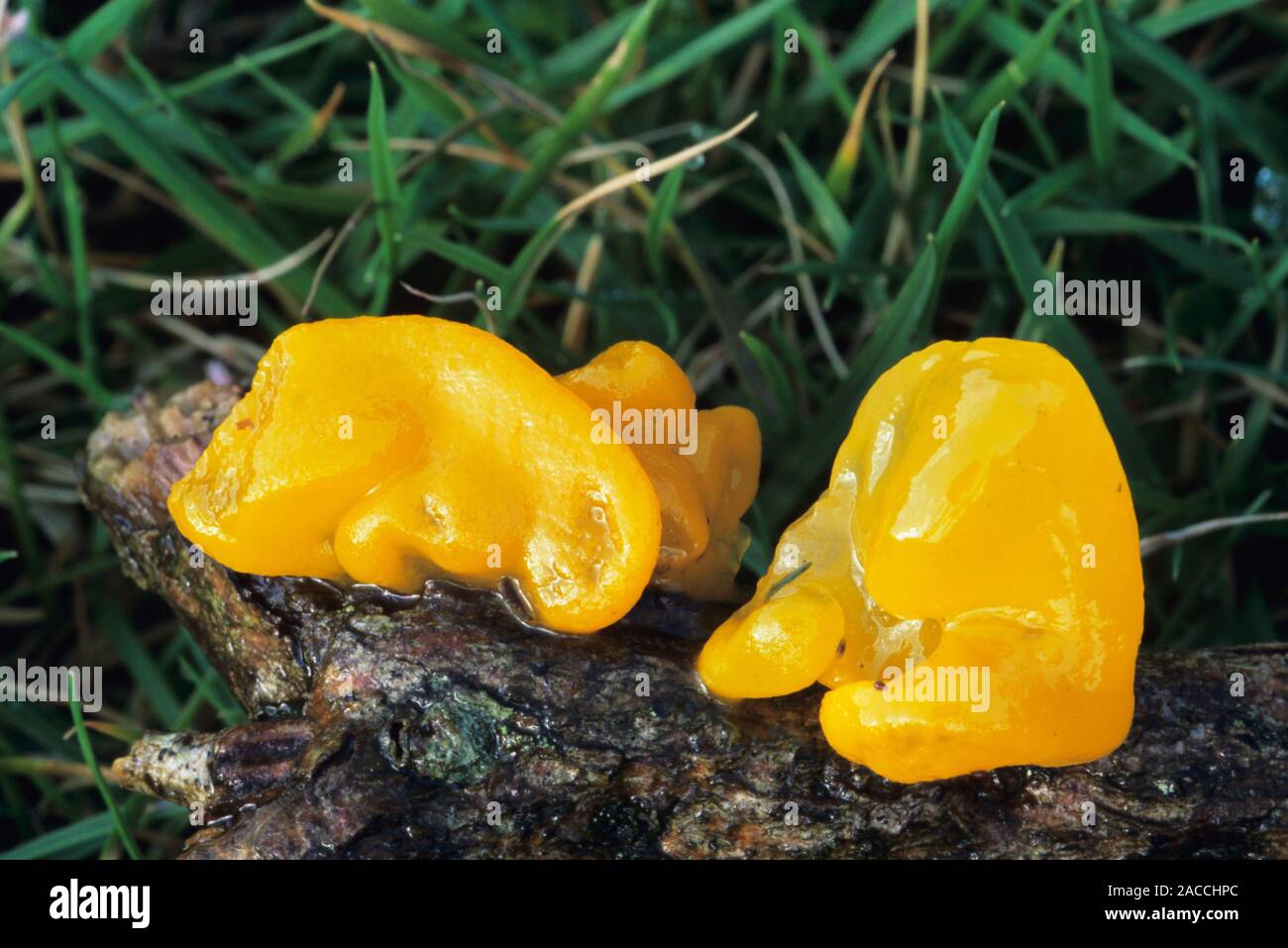 Yellow Brain Fungus (Tremella mesenterica) on a dead branch. Found all ...