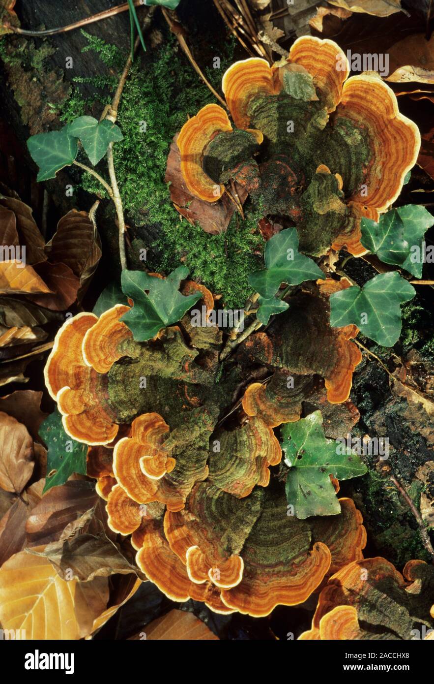 Yellow curtain crust fungi (Stereum insignitum) on a tree trunk. These ...