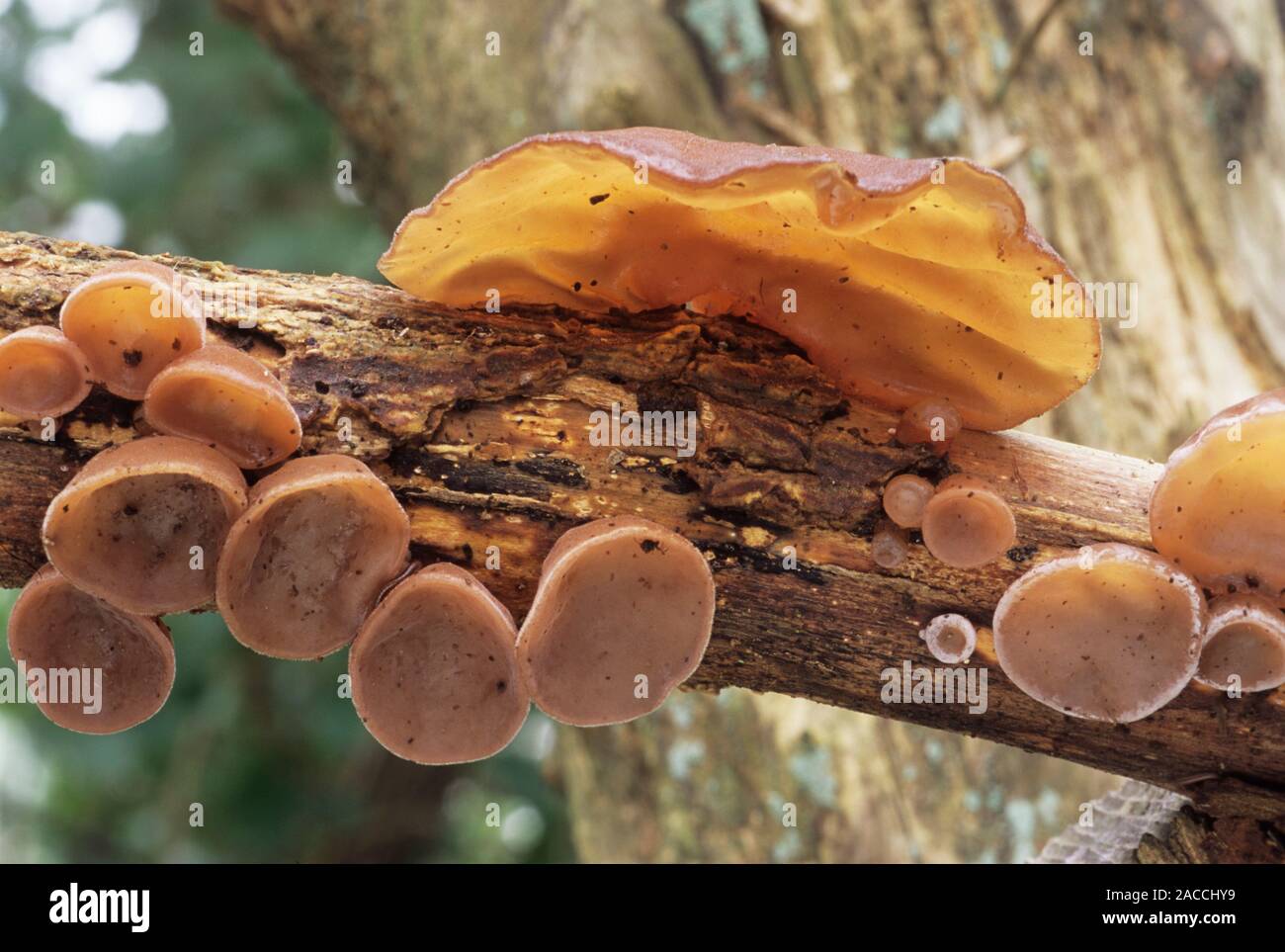 Jew's ear fungi (Auricularia auricula-judae) growing on a branch Stock ...
